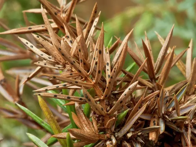 Paano gamutin ang juniper mula sa mga sakit at peste 7333_7