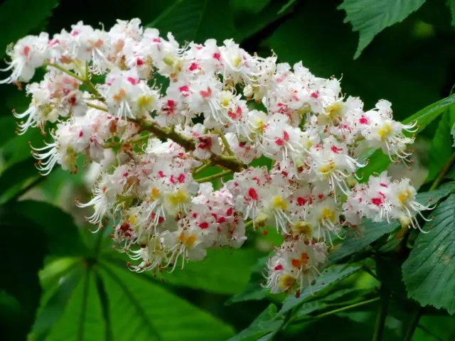 Chestnut ya farasi: mali ya dawa na ubishani, matumizi, jinsi ya kukua 7336_2