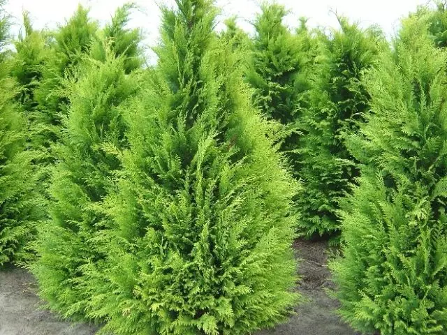 Cypress Elwoodi: nlekọta ụlọ, ịkụ, nkọwa, foto 7345_1