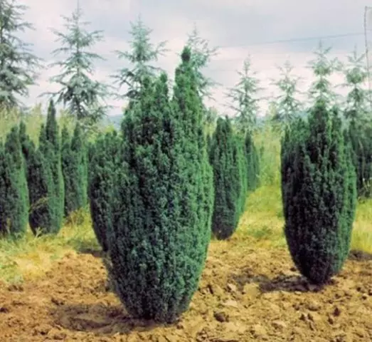 Cypress Elwoodi: nlekọta ụlọ, ịkụ, nkọwa, foto 7345_10