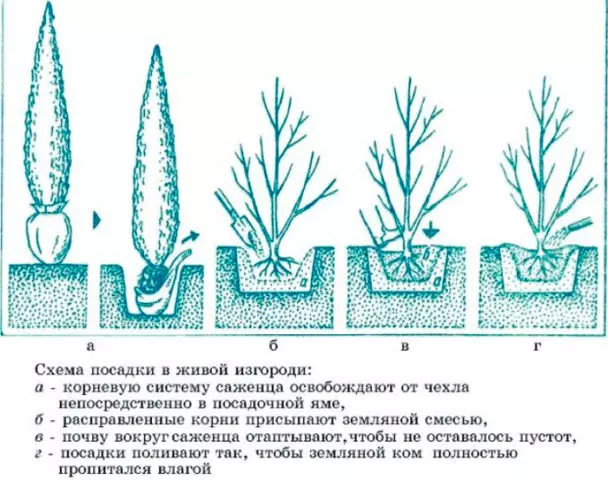 Cypress Elwoodi: nlekọta ụlọ, ịkụ, nkọwa, foto 7345_18