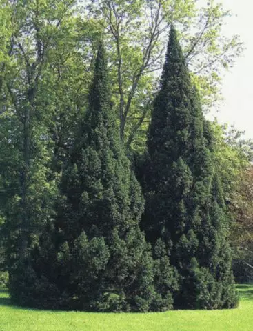 Европска бела ела: опис, садење и грижа, фотографија 7350_1