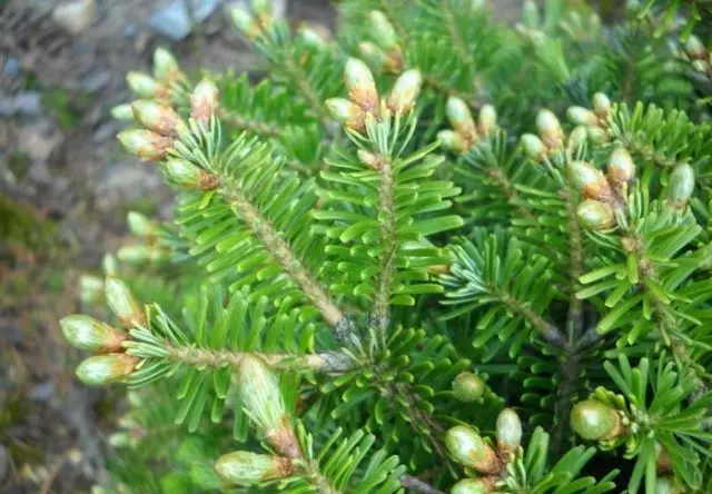 Sapin blanc européen: description, plantation et entretien, photo 7350_4