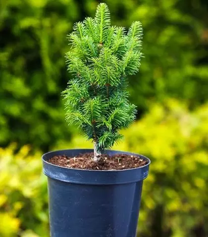 European white fir: paglalarawan, pagtatanim at pangangalaga, larawan 7350_5