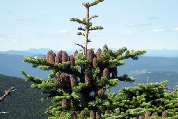 Balsam fir: قسمون ، بيان ، پوک ۽ سن careال ، تصويرون 7352_2