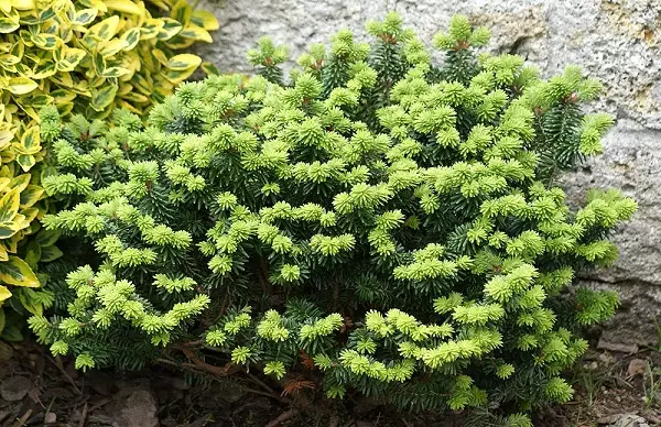 Balsamfir: Varietéiten, Beschreiwung, Planzung a Fleeg, Fotoen 7352_3