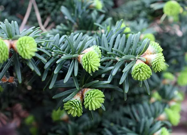 Balsam fir: قسمون ، بيان ، پوک ۽ سن careال ، تصويرون 7352_4