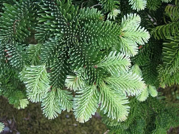 Balsam fir: awọn oriṣiriṣi, apejuwe, gbingbin ati itọju, awọn fọto 7352_6