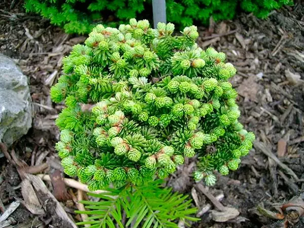 Balsamfir: Varietéiten, Beschreiwung, Planzung a Fleeg, Fotoen 7352_7