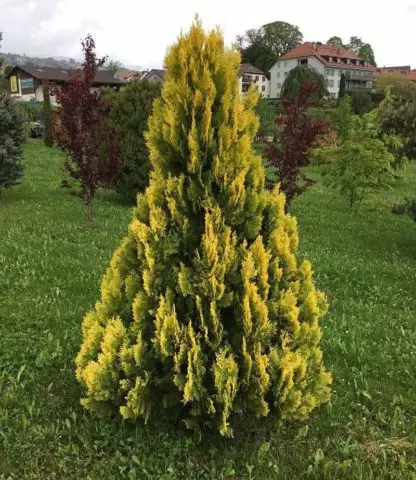 Thuya Yellow Ribbon (żółta wstążka, żółta wstążka): sadzenie i pielęgnacja, uprawa, zdjęcia w projektowaniu krajobrazu, tempo wzrostu 7359_1