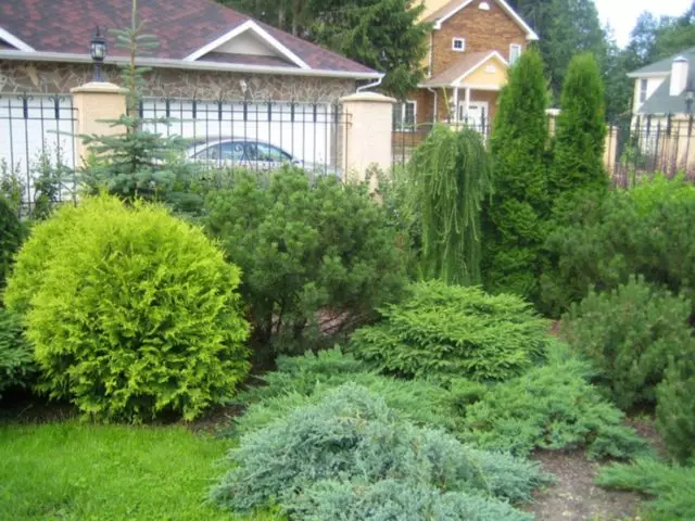 Thuja Reingold (ריינגולד, ריינגולד) המערבי: שתילה וטיפול, כללי גידול 7360_4