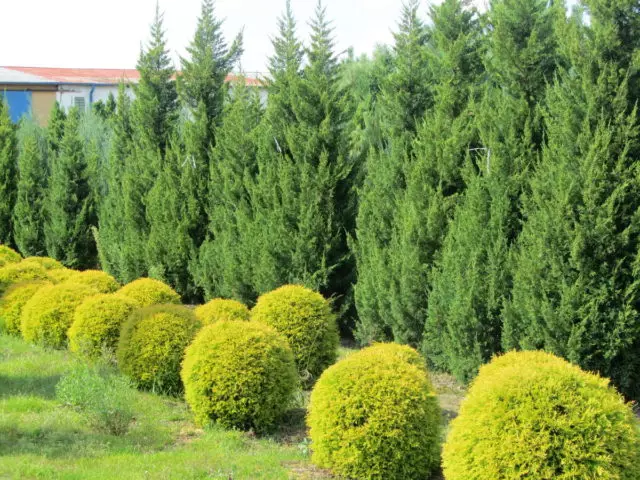 Thuja Reingold (Reingold, Rheingold) beulah kulon: melak tanaga sareng ngurus, numuwuhkeun aturan 7360_6