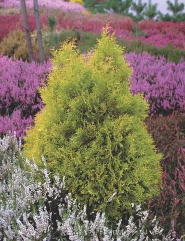 Thuja Reingold (ריינגולד, ריינגולד) המערבי: שתילה וטיפול, כללי גידול 7360_7