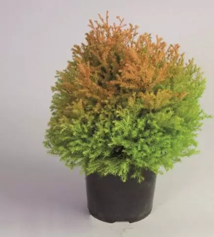 Thuja Reingold (ריינגולד, ריינגולד) המערבי: שתילה וטיפול, כללי גידול 7360_8