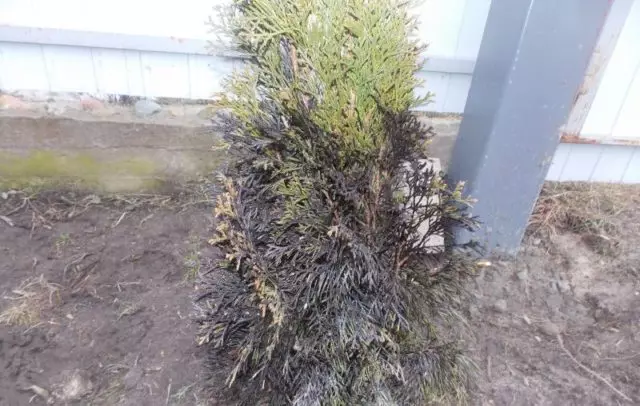 Thuja ספעריש (קייַלעכיק, פּילקע, ספעריש): ווערייאַטיז און טייפּס מיט פאָטאָס, קאַרליק, מערב, גאָלדען, ווי צו שנייַדן 7363_11