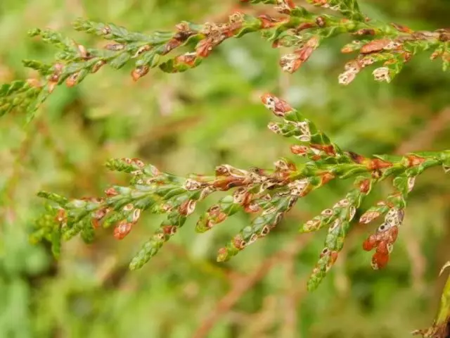 Thuja ספעריש (קייַלעכיק, פּילקע, ספעריש): ווערייאַטיז און טייפּס מיט פאָטאָס, קאַרליק, מערב, גאָלדען, ווי צו שנייַדן 7363_13