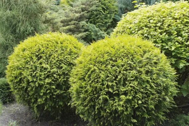 Thuja sharsimon (dumaloq, to'p, sharsimon): fotosuratlar bilan navlari va turlari, mitti, g'arbiy, oltin, qanday kesish kerak 7363_2