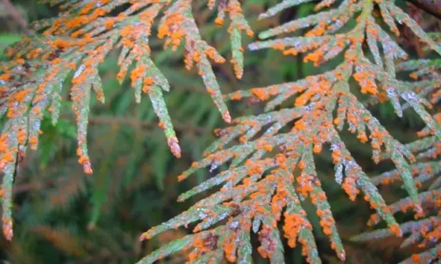 Thuja sharsimon (dumaloq, to'p, sharsimon): fotosuratlar bilan navlari va turlari, mitti, g'arbiy, oltin, qanday kesish kerak 7363_25