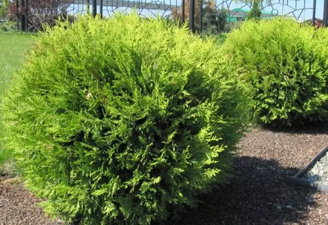 Thuja spherical (wareega, kubbada, goobaabinta): noocyo iyo noocyo sawirro leh, cufan, galbeed, dahab ah, sida loo gooyo 7363_3