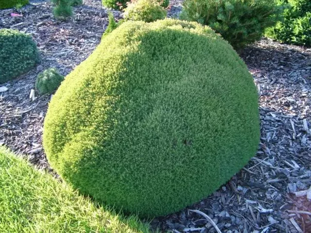 Thuja sharsimon (dumaloq, to'p, sharsimon): fotosuratlar bilan navlari va turlari, mitti, g'arbiy, oltin, qanday kesish kerak 7363_5