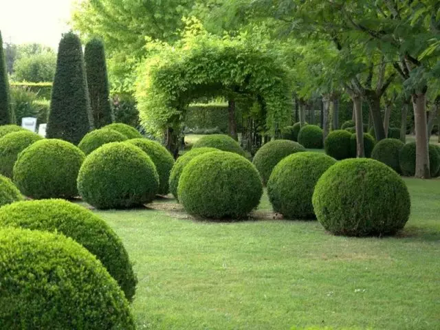 Thuja sharsimon (dumaloq, to'p, sharsimon): fotosuratlar bilan navlari va turlari, mitti, g'arbiy, oltin, qanday kesish kerak 7363_9