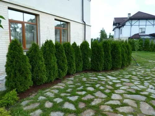 Thuja Western Holmstrup: sodinimas ir priežiūra, auginimas, kraštovaizdžio dizaino nuotraukos 7365_3