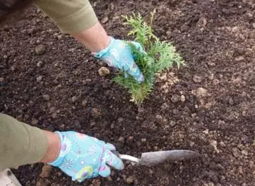 Thuja vesturhluta Holmstrup: gróðursetningu og umhirðu, ræktun, ljósmyndir í landslagshönnun 7365_8