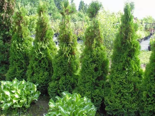 Thuja vestlige Holmstrup: plantning og pleje, dyrkning, fotos i landskabsdesign 7365_9