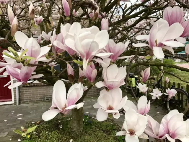 Magnolia: melak sareng ngarawat di lapangan, melak sareng ngarawat kebon, transplantasi, kumaha melak, naon anu kedah tuang, kumaha prune, panyakit 7367_11