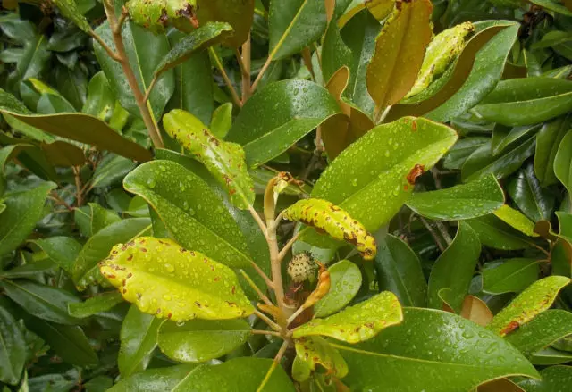 Magnolia: plantación y cuidado en campo abierto, cultivo y cuidado del jardín, trasplante, cómo plantar, qué alimentar, cómo podar, enfermedades. 7367_13