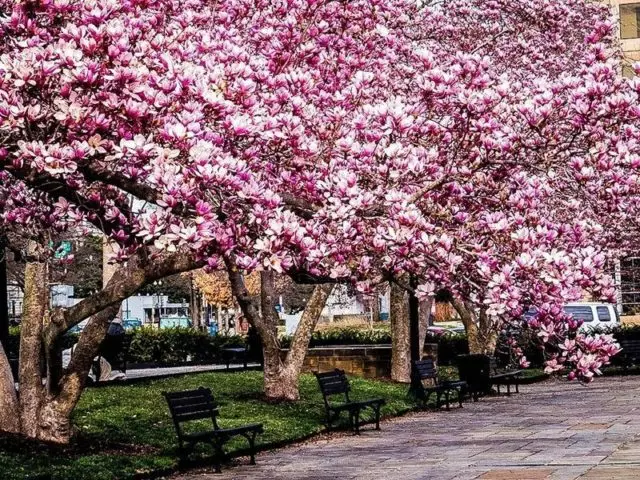 Magnolia: plantación y cuidado en campo abierto, cultivo y cuidado del jardín, trasplante, cómo plantar, qué alimentar, cómo podar, enfermedades. 7367_16