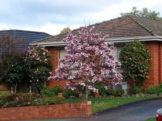 Magnolia: plantación y cuidado en campo abierto, cultivo y cuidado del jardín, trasplante, cómo plantar, qué alimentar, cómo podar, enfermedades. 7367_18