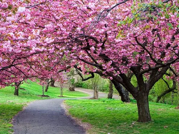 Magnolia: plantación y cuidado en campo abierto, cultivo y cuidado del jardín, trasplante, cómo plantar, qué alimentar, cómo podar, enfermedades. 7367_3