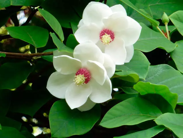 Magnolia: melak sareng ngarawat di lapangan, melak sareng ngarawat kebon, transplantasi, kumaha melak, naon anu kedah tuang, kumaha prune, panyakit 7367_6