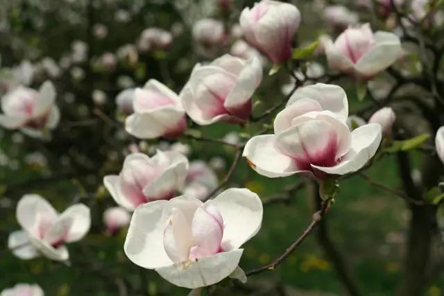 Magnolijas zieds: koka fotogrāfija, kā tas zied, kad zied Sočos, Krimā, kā tas izskatās, kur aug, indīgs vai nē, kā smaržo, punduris, sala izturīgas šķirnes 7368_1