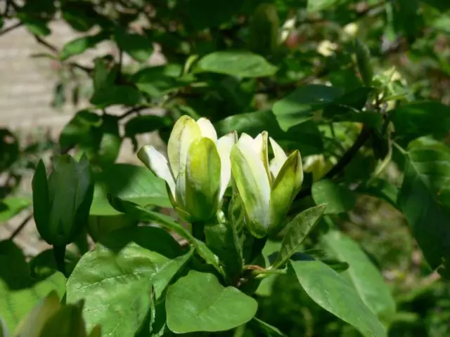 Kembang Magnolia: poto tangkal, kumaha mekar, nalika mekar di Sochi, di Krimea, kumaha rupana, dimana tumangkar, racun atanapi henteu, kumaha bau, kurcaci, variétas tahan ibun 7368_10