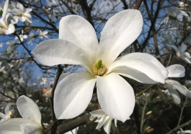 Bulaklak ng Magnolia: isang larawan ng isang puno, kung paano ito namumulaklak, kapag namumulaklak ito sa Sochi, sa Crimea, kung ano ang hitsura nito, kung saan ito lumalaki, nakakalason o hindi, kung paano ito naaamoy, dwende, mga frost na lumalaban sa hamog na nagyelo 7368_11