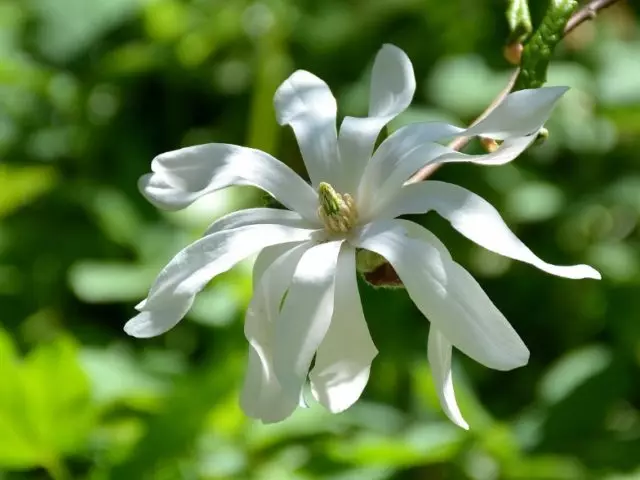 Kembang Magnolia: poto tangkal, kumaha mekar, nalika mekar di Sochi, di Krimea, kumaha rupana, dimana tumangkar, racun atanapi henteu, kumaha bau, kurcaci, variétas tahan ibun 7368_13