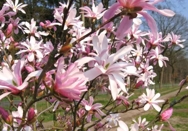 Bulaklak ng Magnolia: isang larawan ng isang puno, kung paano ito namumulaklak, kapag namumulaklak ito sa Sochi, sa Crimea, kung ano ang hitsura nito, kung saan ito lumalaki, nakakalason o hindi, kung paano ito naaamoy, dwende, mga frost na lumalaban sa hamog na nagyelo 7368_15