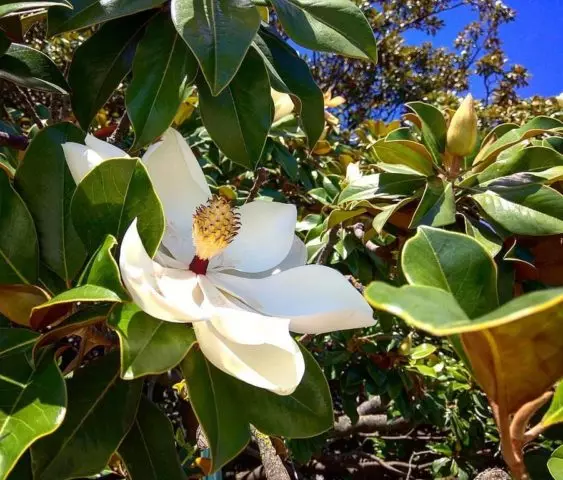 Kembang Magnolia: poto tangkal, kumaha mekar, nalika mekar di Sochi, di Krimea, kumaha rupana, dimana tumangkar, racun atanapi henteu, kumaha bau, kurcaci, variétas tahan ibun 7368_19