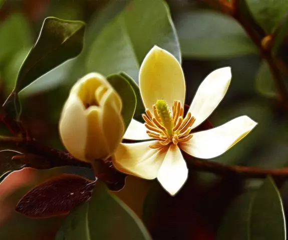 Bulaklak ng Magnolia: isang larawan ng isang puno, kung paano ito namumulaklak, kapag namumulaklak ito sa Sochi, sa Crimea, kung ano ang hitsura nito, kung saan ito lumalaki, nakakalason o hindi, kung paano ito naaamoy, dwende, mga frost na lumalaban sa hamog na nagyelo 7368_27