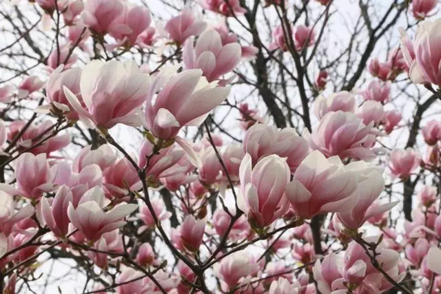 Bulaklak ng Magnolia: isang larawan ng isang puno, kung paano ito namumulaklak, kapag namumulaklak ito sa Sochi, sa Crimea, kung ano ang hitsura nito, kung saan ito lumalaki, nakakalason o hindi, kung paano ito naaamoy, dwende, mga frost na lumalaban sa hamog na nagyelo 7368_3