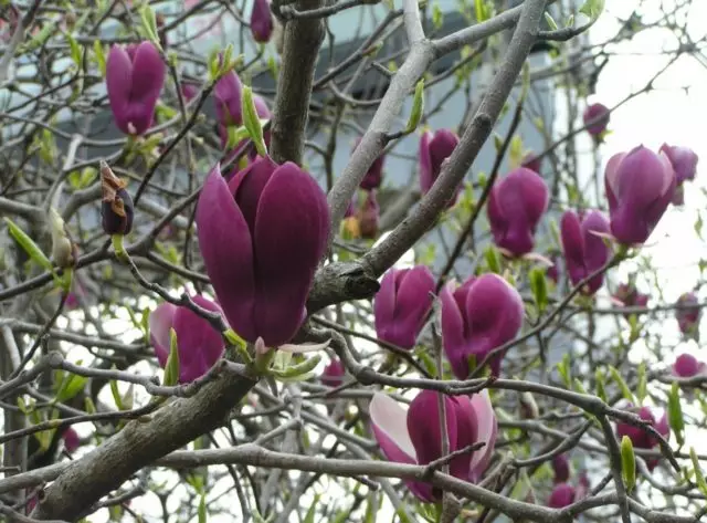 Magnolijas zieds: koka fotogrāfija, kā tas zied, kad zied Sočos, Krimā, kā tas izskatās, kur aug, indīgs vai nē, kā smaržo, punduris, sala izturīgas šķirnes 7368_4