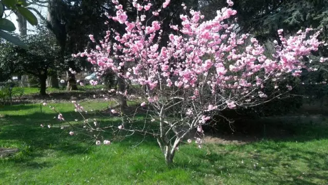 Magnolijas zieds: koka fotogrāfija, kā tas zied, kad zied Sočos, Krimā, kā tas izskatās, kur aug, indīgs vai nē, kā smaržo, punduris, sala izturīgas šķirnes 7368_5