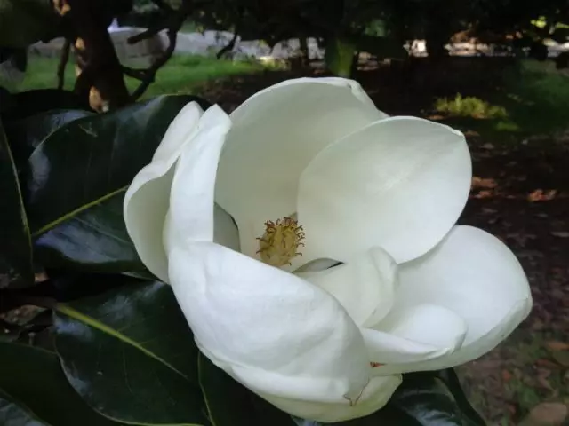 Magnolijas zieds: koka fotogrāfija, kā tas zied, kad zied Sočos, Krimā, kā tas izskatās, kur aug, indīgs vai nē, kā smaržo, punduris, sala izturīgas šķirnes 7368_8