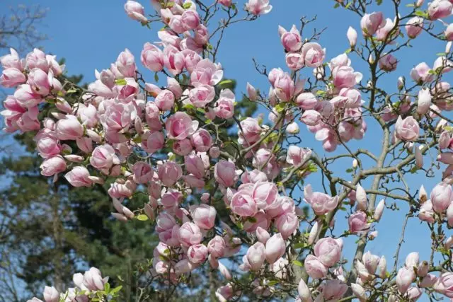 Bulaklak ng Magnolia: isang larawan ng isang puno, kung paano ito namumulaklak, kapag namumulaklak ito sa Sochi, sa Crimea, kung ano ang hitsura nito, kung saan ito lumalaki, nakakalason o hindi, kung paano ito naaamoy, dwende, mga frost na lumalaban sa hamog na nagyelo 7368_9