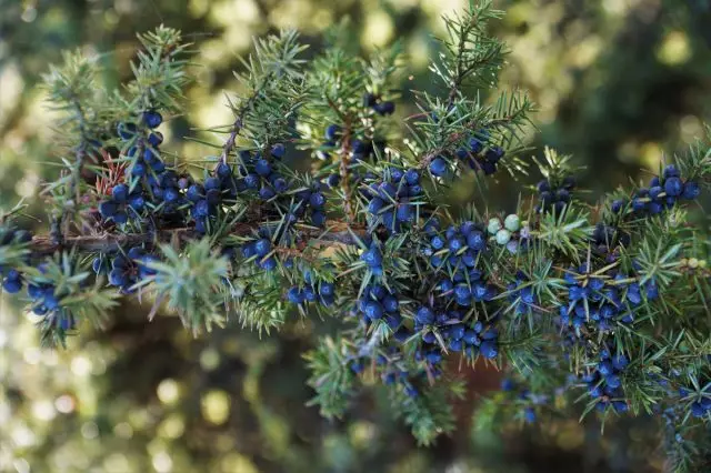 berriesາກໄມ້ Juniper: ຄຸນສົມບັດເປັນຢາແລະການປະຕິເສດ, ການ ນຳ ໃຊ້ 7379_1