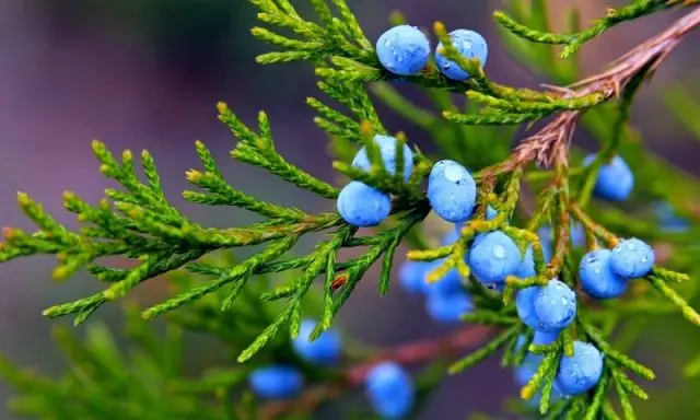 berriesາກໄມ້ Juniper: ຄຸນສົມບັດເປັນຢາແລະການປະຕິເສດ, ການ ນຳ ໃຊ້ 7379_10