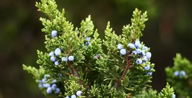 berriesາກໄມ້ Juniper: ຄຸນສົມບັດເປັນຢາແລະການປະຕິເສດ, ການ ນຳ ໃຊ້ 7379_5