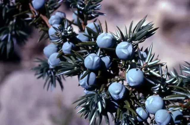 berriesາກໄມ້ Juniper: ຄຸນສົມບັດເປັນຢາແລະການປະຕິເສດ, ການ ນຳ ໃຊ້ 7379_7